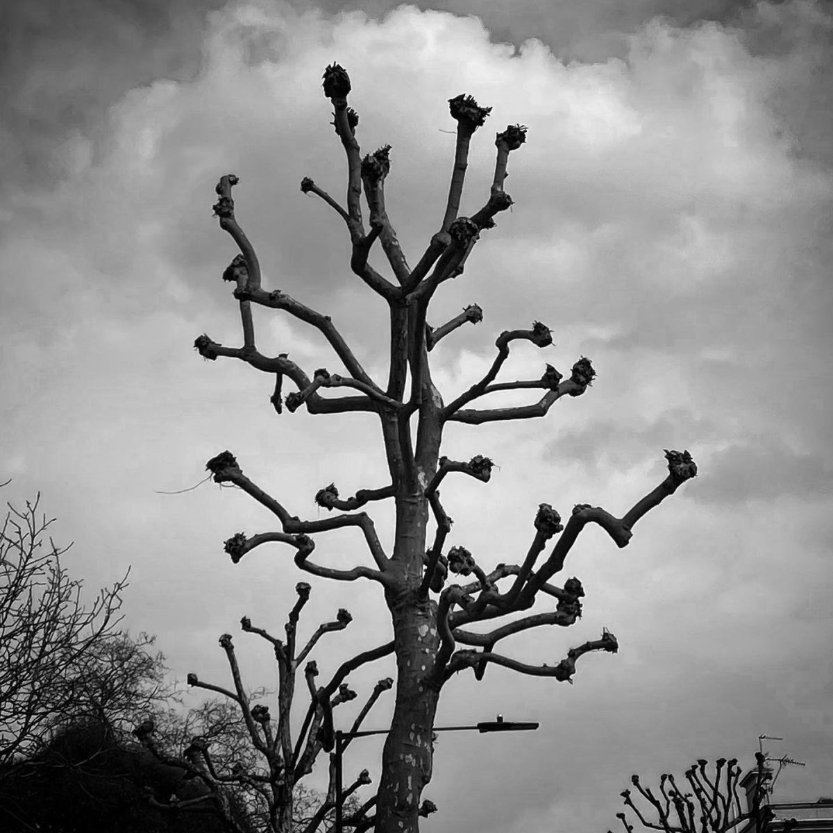 The Punk Trees of London