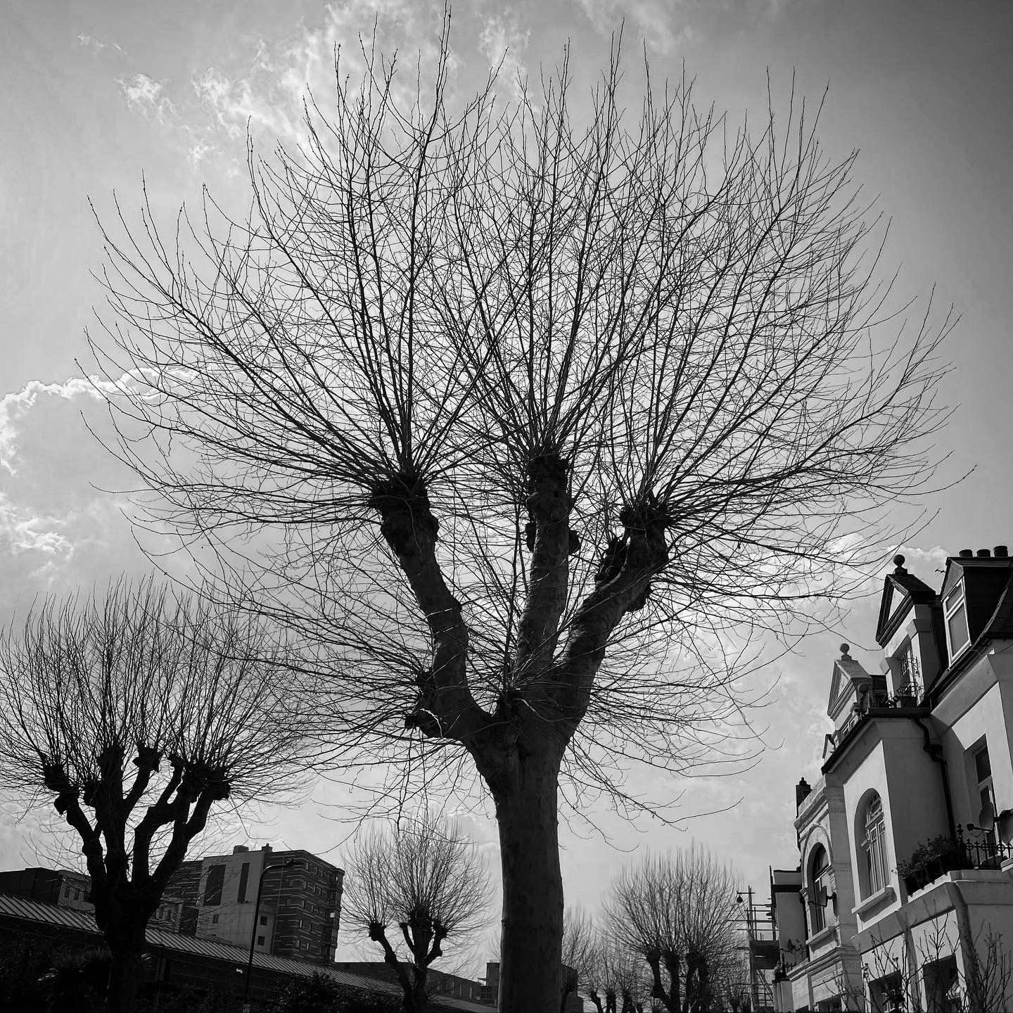 The Punk Trees of London