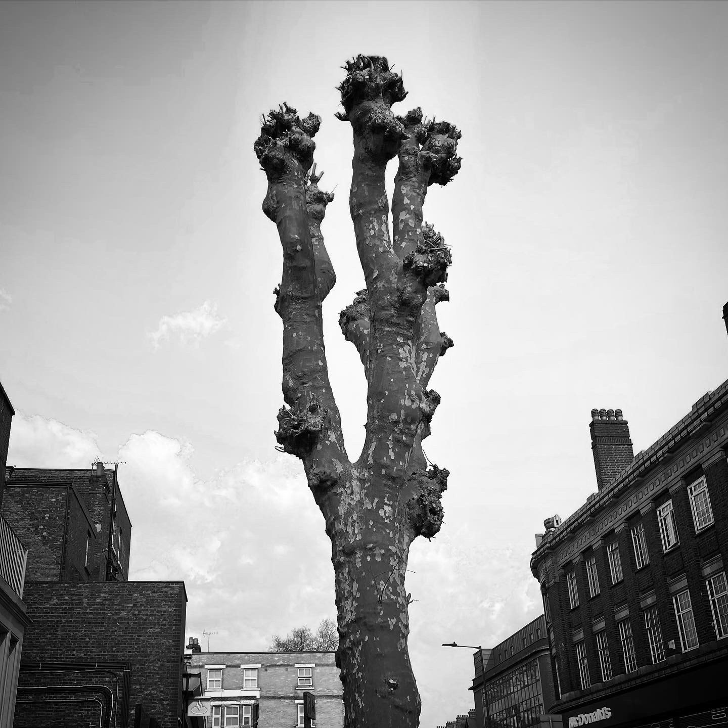 The Punk Trees of London