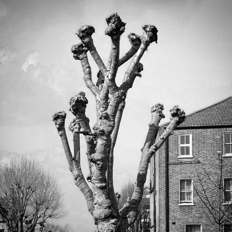 The Punk Trees of London